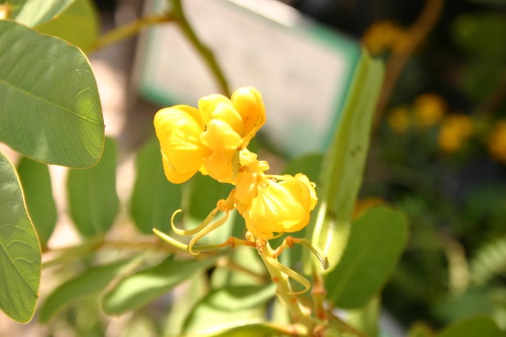 Photo of the bloom of Tree Senna (Senna corymbosa) posted by jon ...
