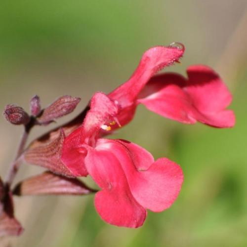 Autumn Sage (Salvia greggii 'Lipstick') in the Salvias Database ...