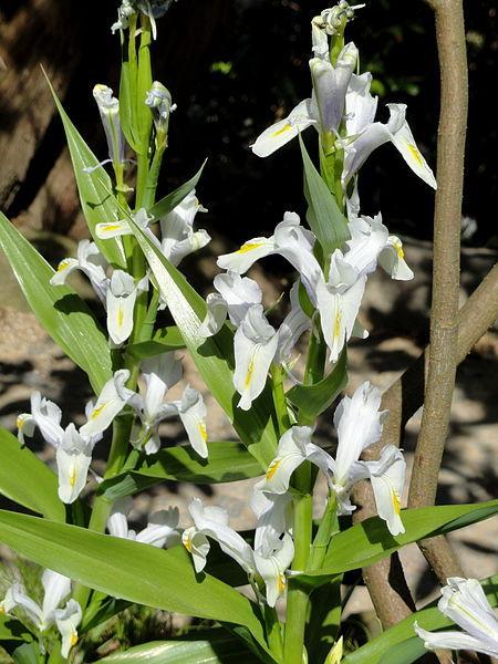 Reticulated Iris (Iris reticulata var. reticulata) in the Irises ...