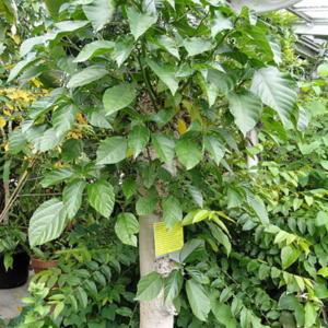 Stinging Tree (Dendrocnide moroides) - Garden.org