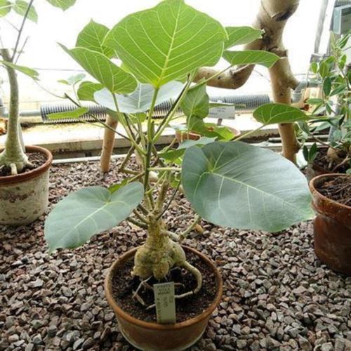 Rock Fig (Ficus petiolaris subsp. palmeri) - Garden.org