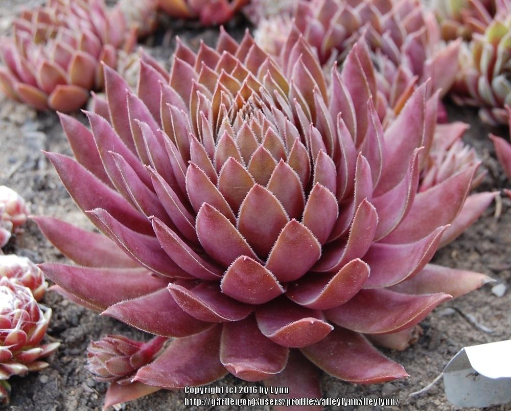 Photo of the leaves of Hen and Chicks (Sempervivum 'Legolas') posted by ...