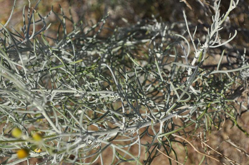 Threadleaf Groundsel (Senecio flaccidus) - Garden.org