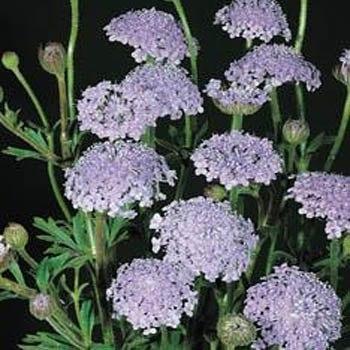 Photo of the bloom of Blue Lace Flower (Trachymene coerulea subsp ...