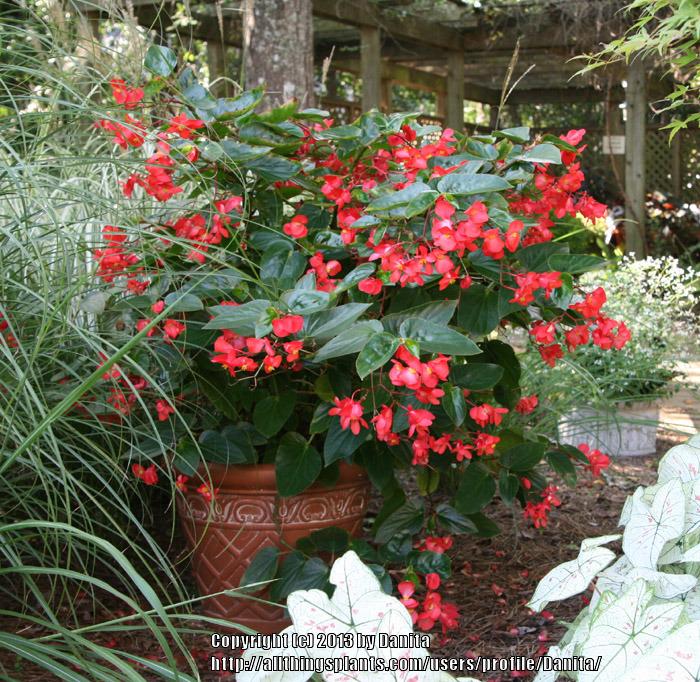 Dragon Wing Begonia (Begonia Dragon Wing® Red) in the Begonias Database ...