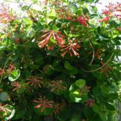 Photo of the seed pods or heads of Coral Honeysuckle (Lonicera ...