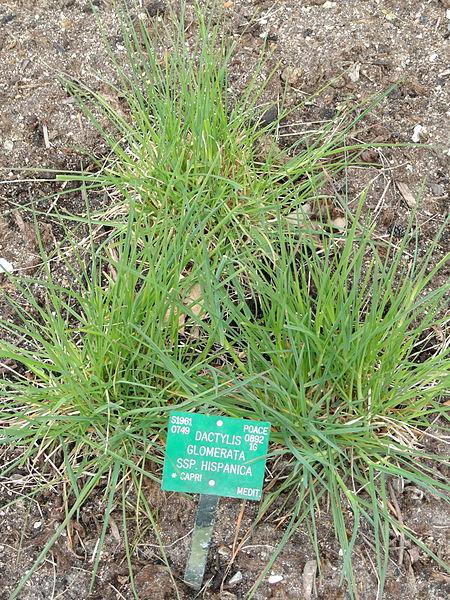Dactylis glomerata subsp. hispanica - Garden.org