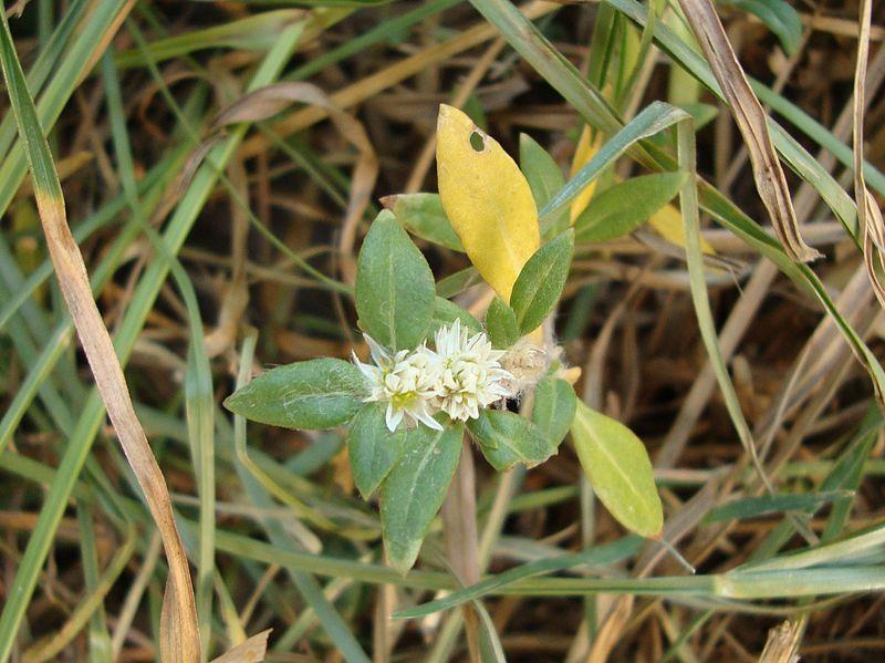 Smooth Joyweed (Alternanthera paronychioides) - Garden.org