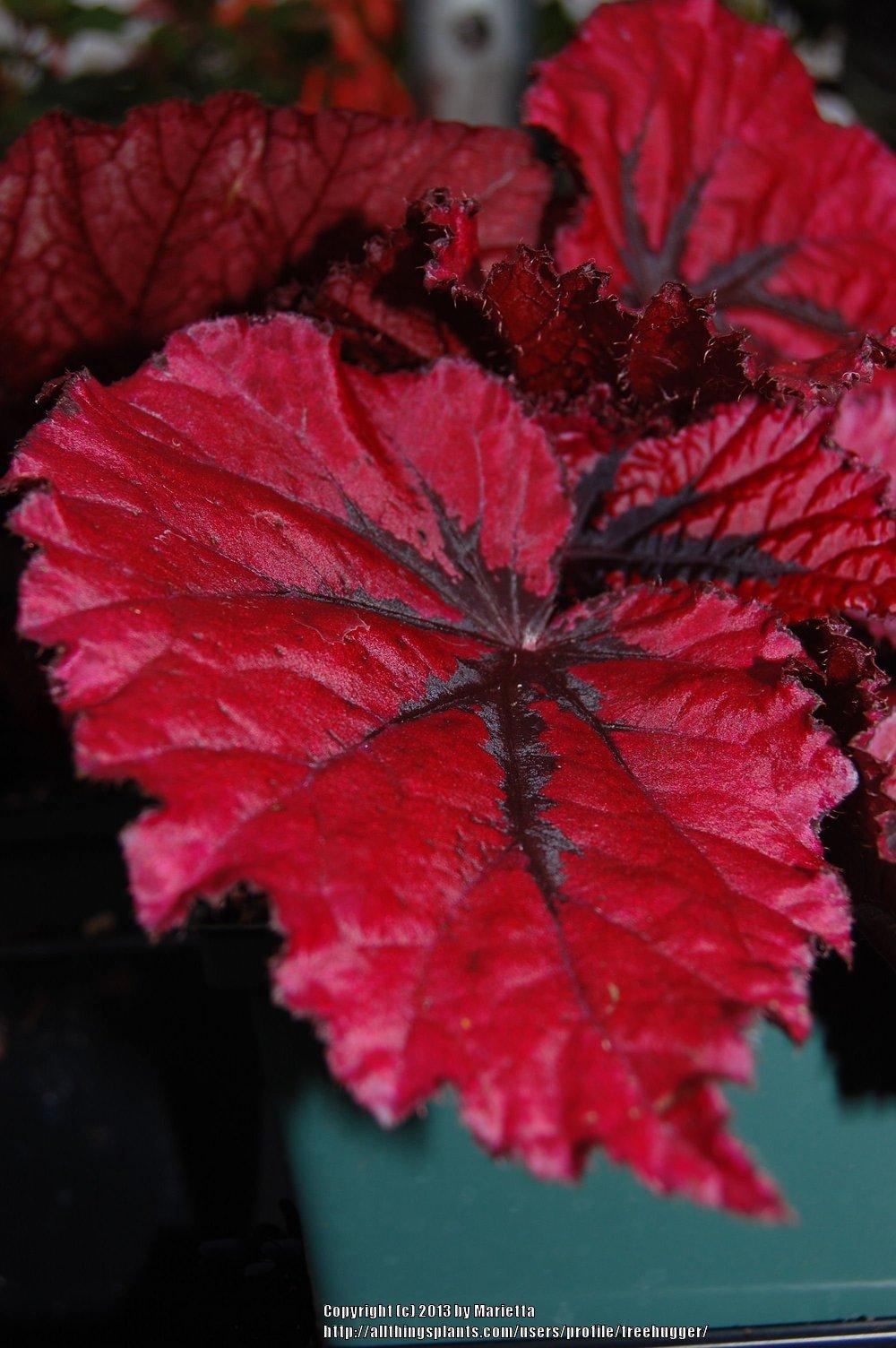 Begonia 'Miami Storm' in the Begonias Database - Garden.org