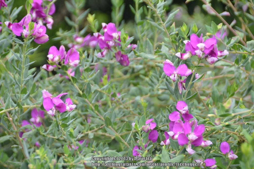 Polygala - Garden.org