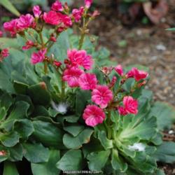 Lewisia (Lewisia cotyledon) - Garden.org