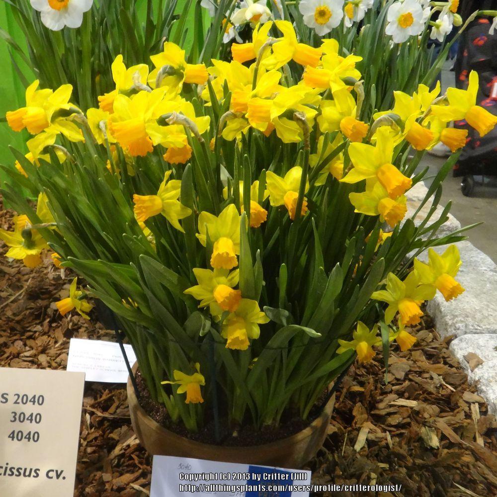 Photo of the entire plant of Cyclamineus Daffodil (Narcissus 'Jetfire ...