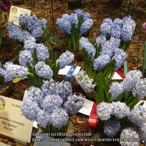 Dutch Hyacinth (Hyacinthus orientalis 'Sky Jacket') in the Hyacinths Database - Garden.org