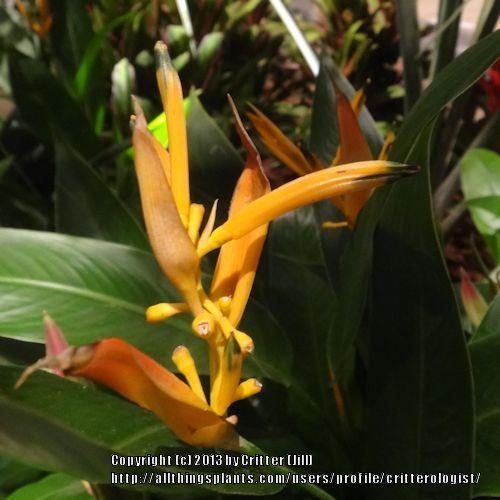 Parrot's Beak (Heliconia psittacorum 'Choconiana') - Garden.org