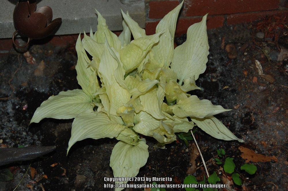 Hosta 'Mostly Ghostly' in the Hostas Database - Garden.org