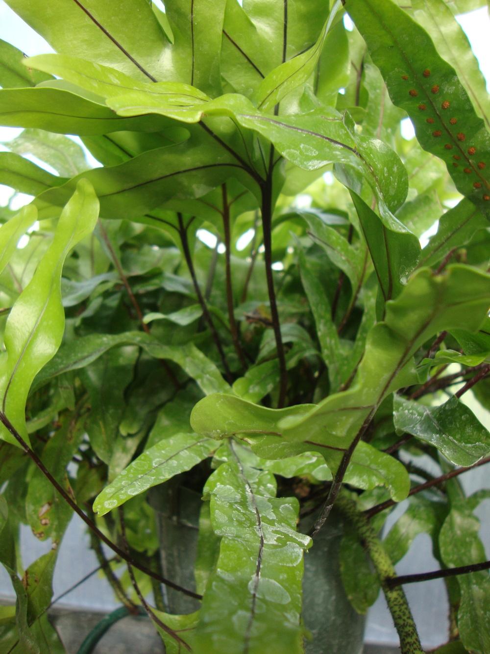Photo of the entire plant of Kangaroo Paw Fern (Lecanopteris pustulata ...
