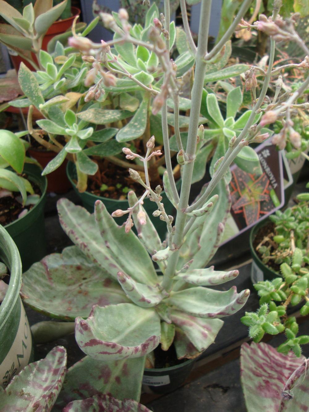 Photo of the entire plant of Kalanchoe (Kalanchoe humilis 'Desert ...