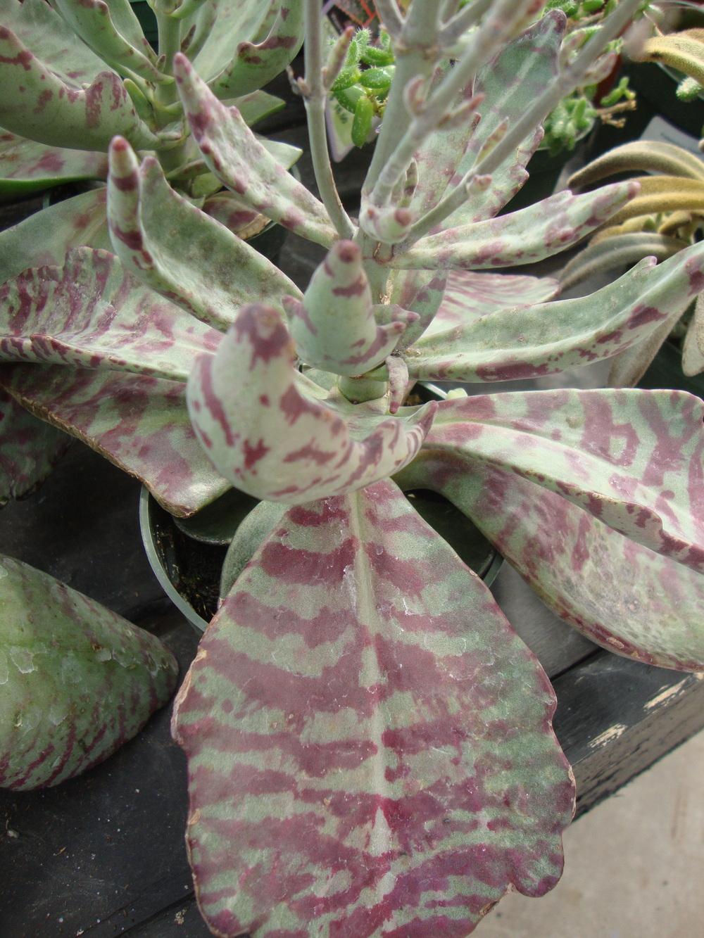Photo of the entire plant of Kalanchoe (Kalanchoe humilis 'Desert ...