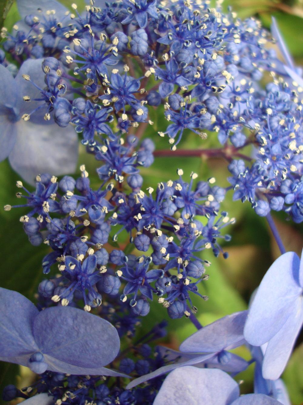 Photo of the closeup of buds, sepals and receptacles of Lacecap ...