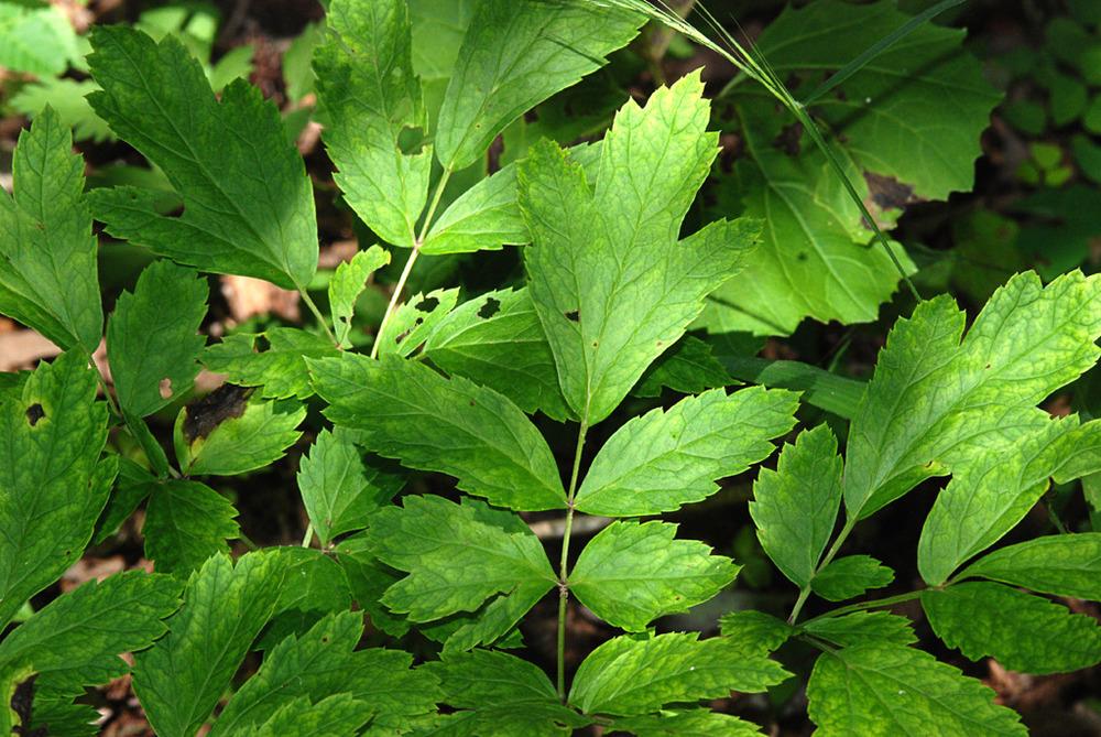 Cimicifuga Racemosa Leaves
