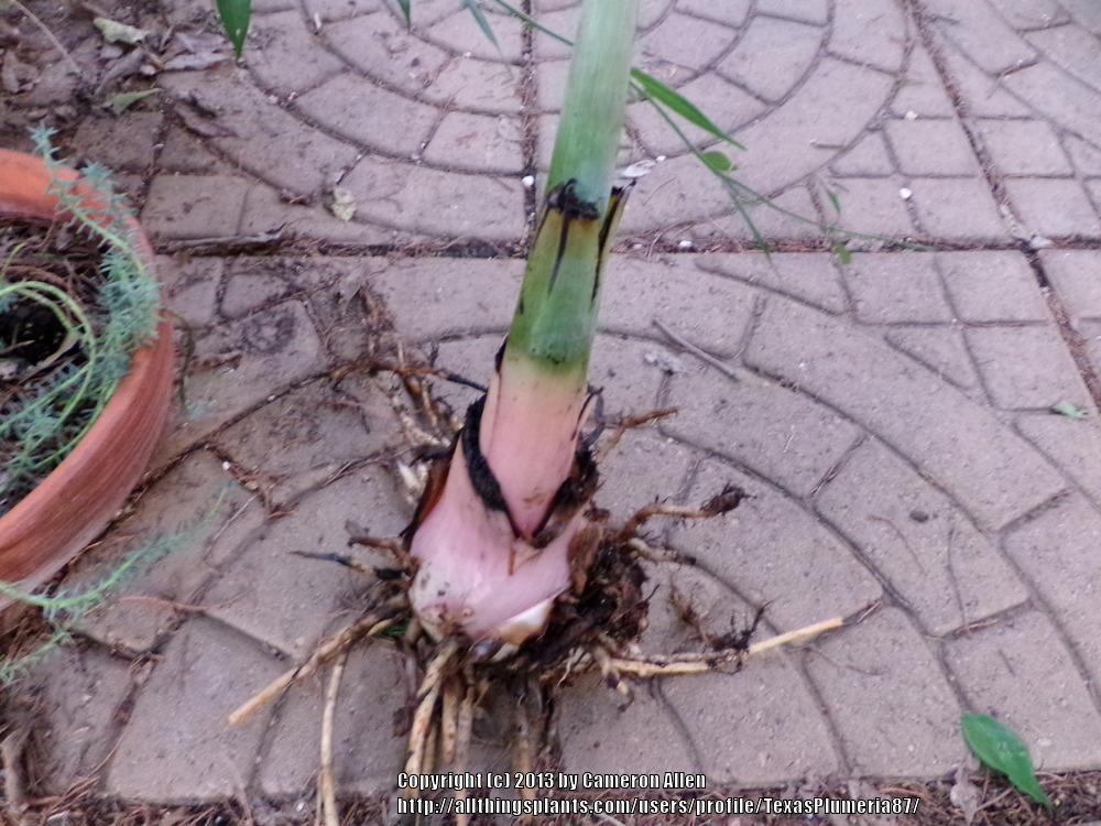Photo of the roots of Banana (Musa 'Orinoco') posted by TexasPlumeria87 ...