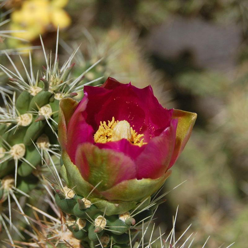 Chollas: Plant Care and Collection of Varieties - Garden.org