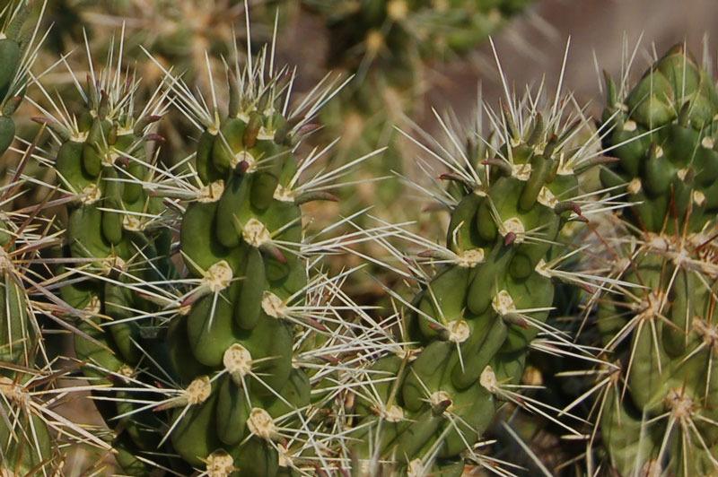 Photo of the thorns, spines, prickles or teeth of Tree Cholla ...