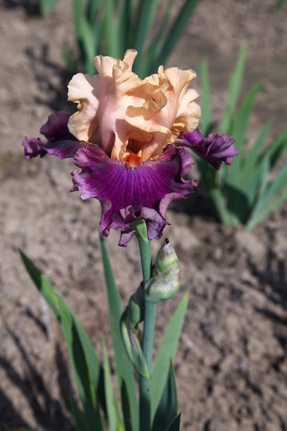 Photo of the entire plant of Tall Bearded Iris (Iris 'Rasputin') posted ...