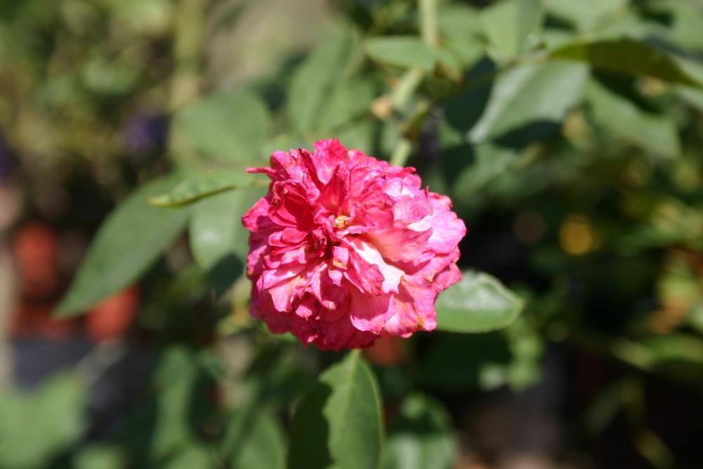 Photo of the bloom of Rose (Rosa 'Ivor's Rose') posted by jon - Garden.org
