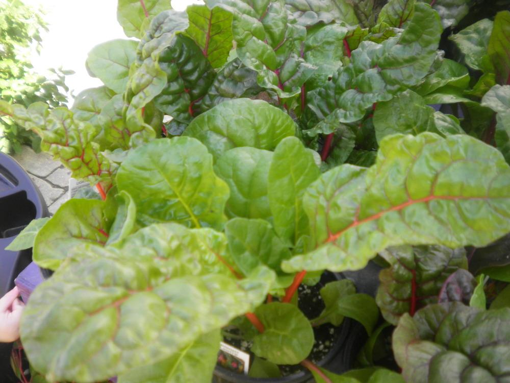 Swiss Chards: Plant Care and Collection of Varieties - Garden.org