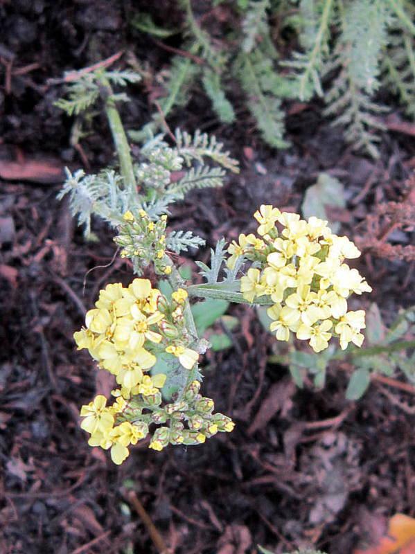 Yarrow (Achillea Desert Eve™ Light Yellow) in the Yarrows Database ...