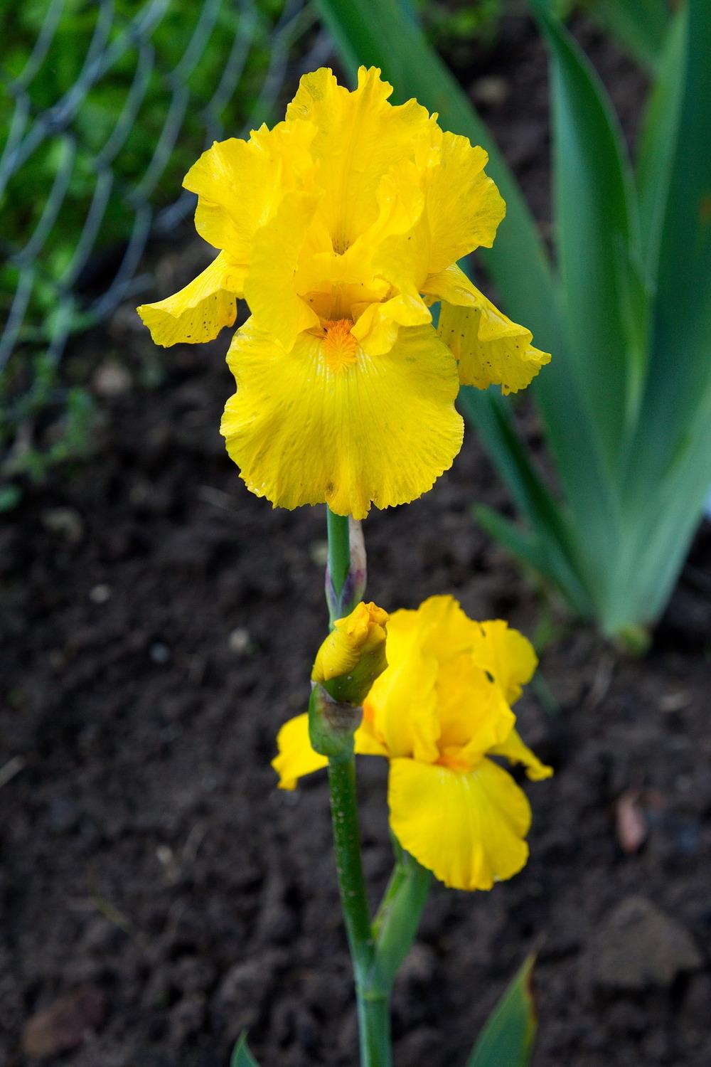 Photo of the entire plant of Tall Bearded Iris (Iris 'Summer Sunburst ...