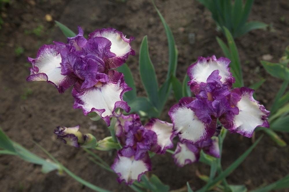 Tall Bearded Iris (Iris 'Good Life') in the Irises Database - Garden.org