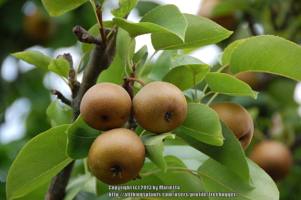 Asian Pear (Pyrus pyrifolia 'Chojuro') in the Pears Database - Garden.org