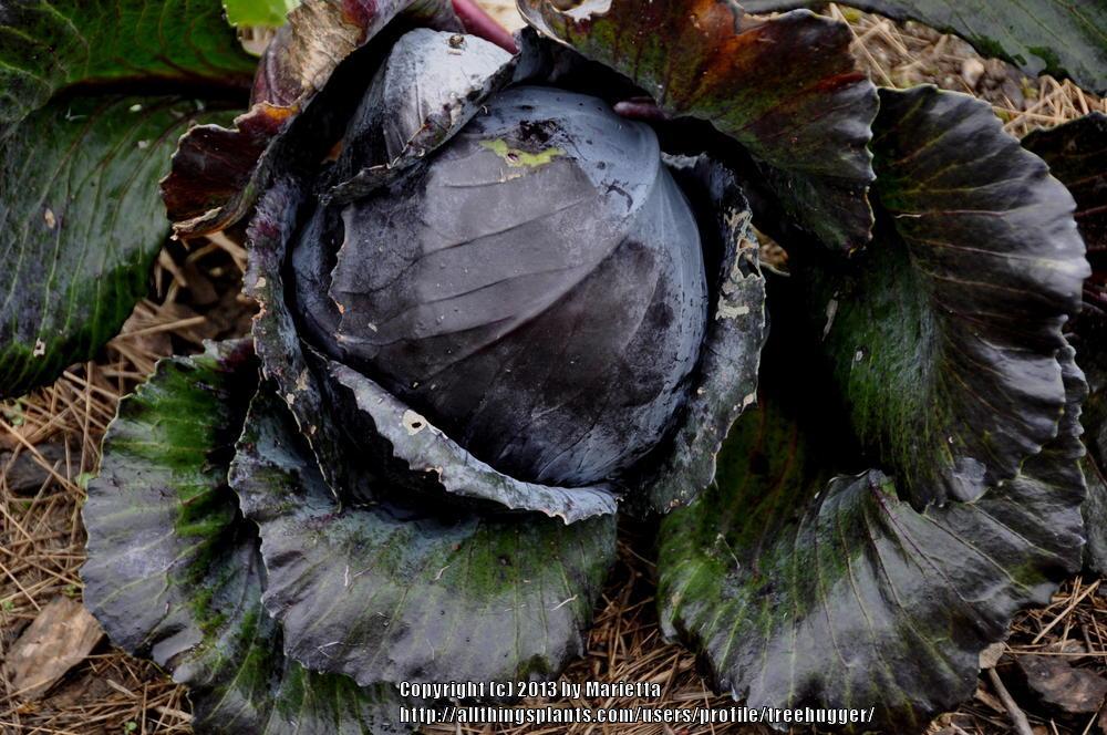 Red Cabbage (Brassica oleracea 'Ruby Perfection') in the Brassicas ...