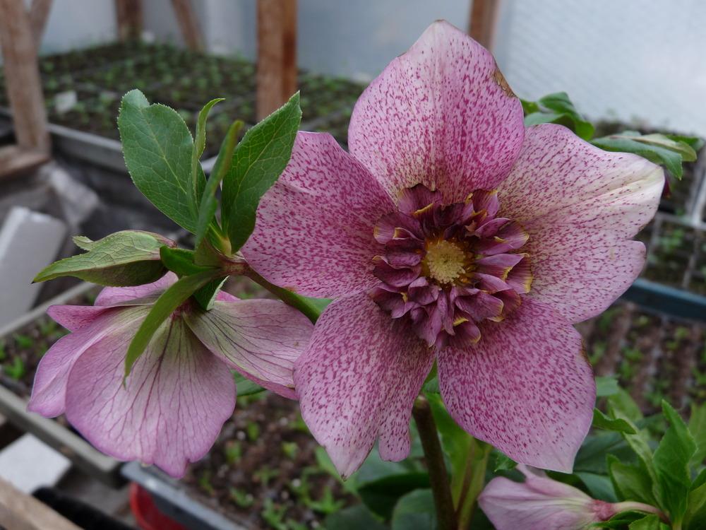 Photo of the bloom of Hellebore (Helleborus Frostkiss™ Tutu) posted by ...