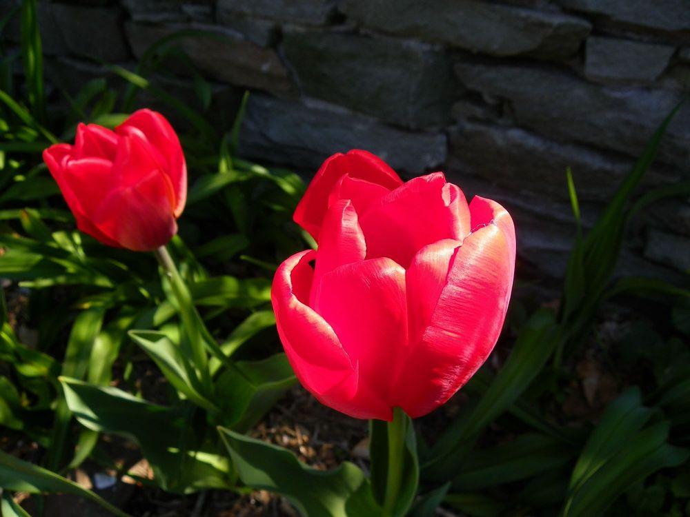 Photo of the bloom of Darwin Hybrid Tulip (Tulipa 'Come Back') posted ...