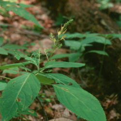 Photo of the entire plant of Stoneroot (Collinsonia canadensis) posted ...