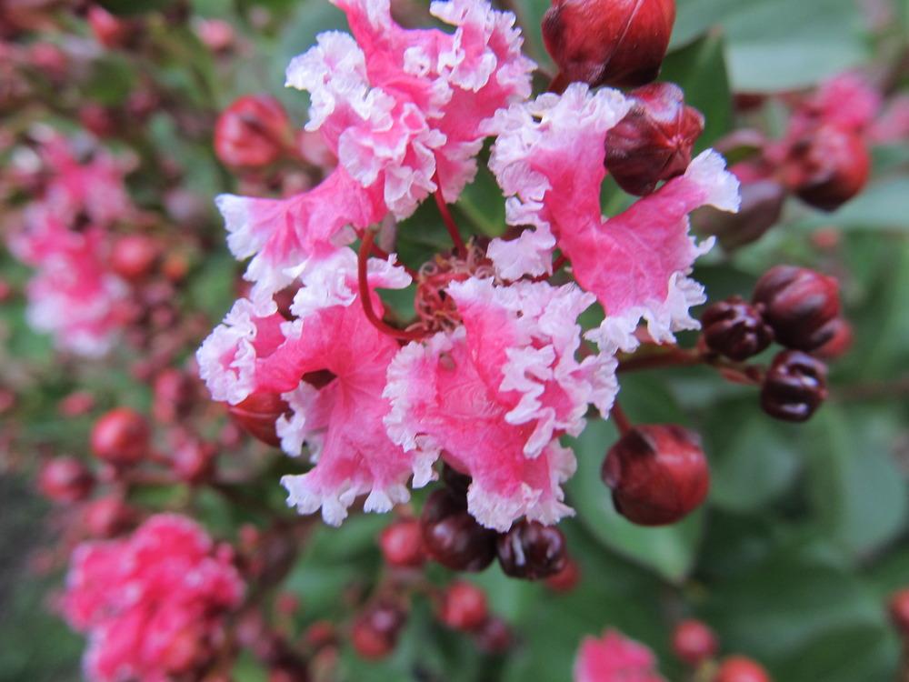 Crepe Myrtles: Plant Care and Collection of Varieties - Garden.org