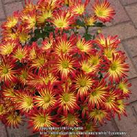Photo of the bloom of Florist Mum (Chrysanthemum Point Pelee™) posted ...