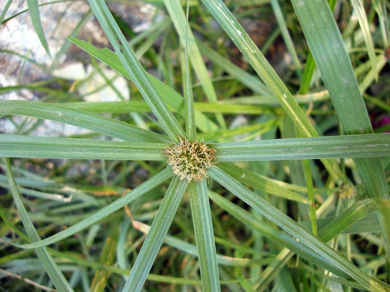 Photo of the entire plant of Shortleaf Spikesedge (Cyperus brevifolius ...