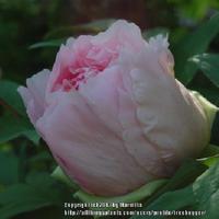 Photo of the entire plant of Japanese Tree Peony (Paeonia x ...