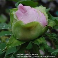 Photo of the entire plant of Japanese Tree Peony (Paeonia x ...