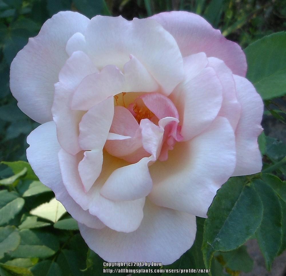Climbing Hybrid Tea Rose (Rosa 'Lady Waterlow') in the Roses Database ...