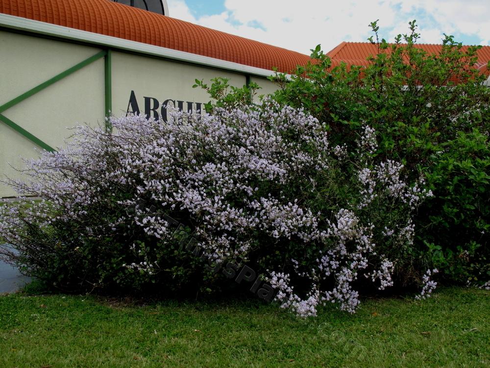 Photo of the entire plant of New Zealand Lilac (Veronica hulkeana ...