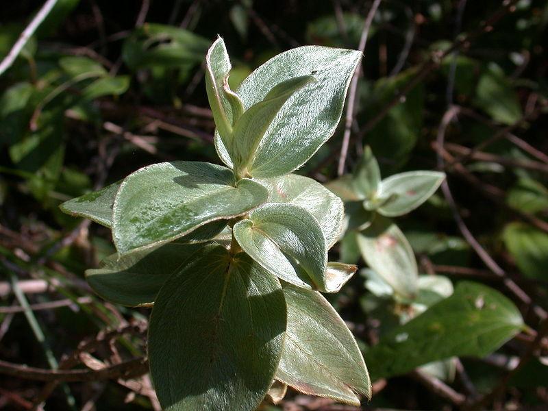 Glory Bush (Pleroma clavatum) - Garden.org