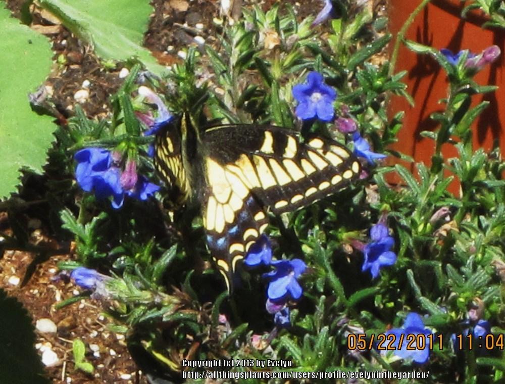 Photo of the bloom of Lithodora (Glandora prostrata 'Grace Ward ...
