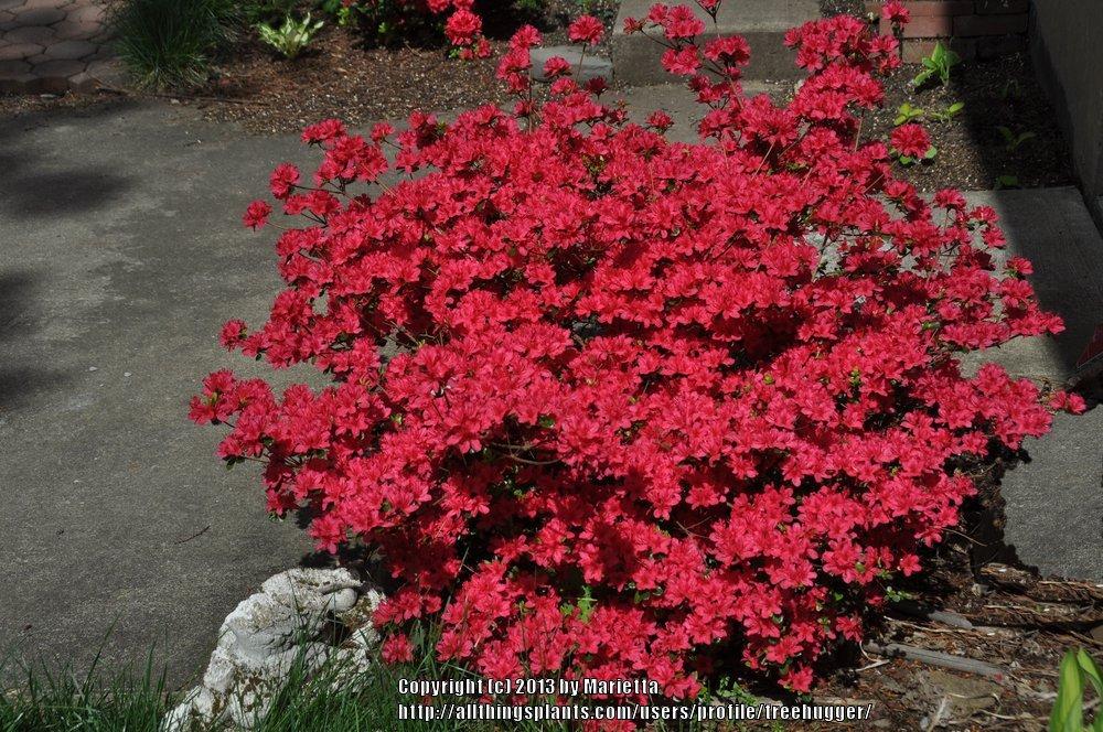 Azalea (Rhododendron 'Red Sunset') in the Rhododendrons Database ...