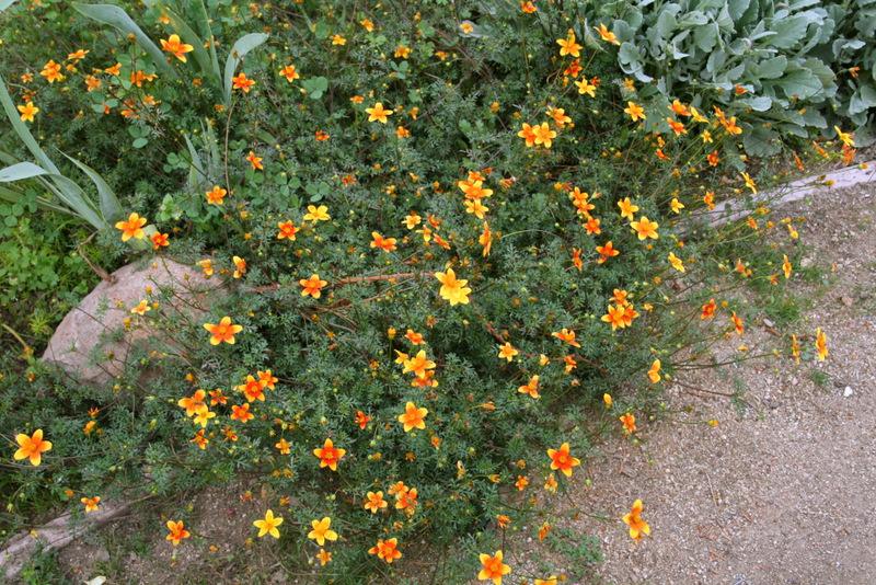 Photo of the entire plant of Bidens (Bidens aurea 'Orange Drop') posted ...