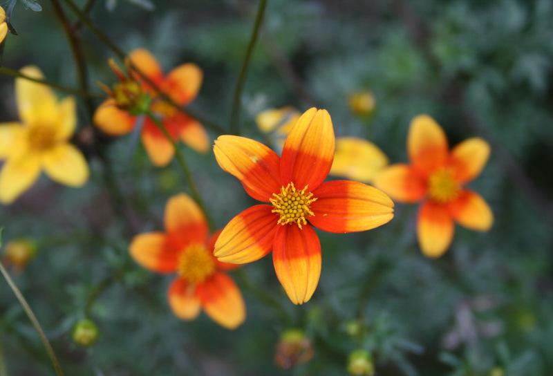 Photo of the bloom of Bidens (Bidens aurea 'Orange Drop') posted by ...